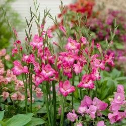 Patuljasta gladiola roze