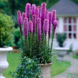 Liatris ljubicasti