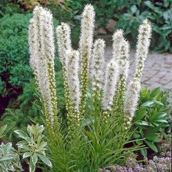 Liatris beli