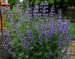 Žalfija - Salvia officinalis