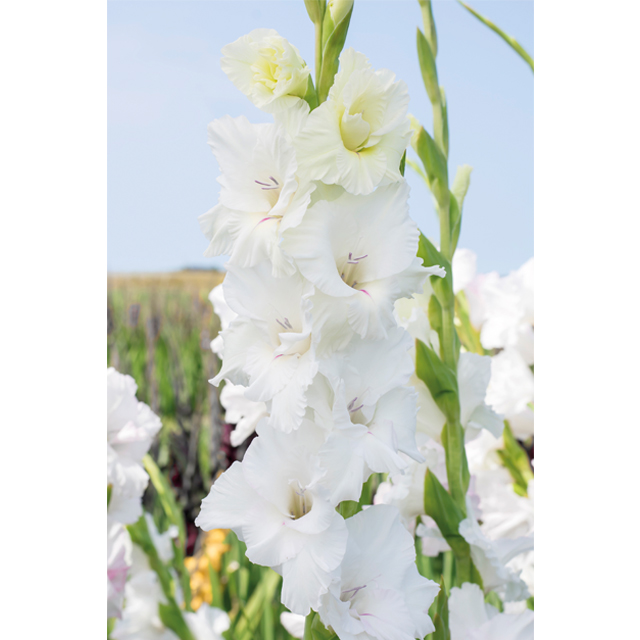 GLADIOLUS p White Prosperity 10/1