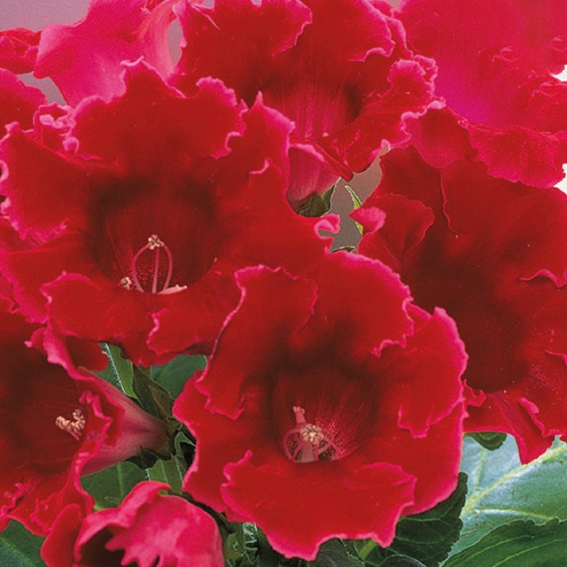 GLOXINIA P ROI DE ROUGE 2/1