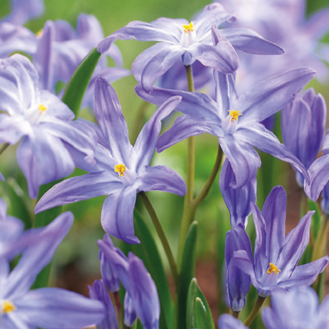 CHIONODOXA LUCILIAE BLUE 30/1