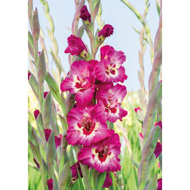 GLADIOLUS P VANDOHLA 6 /1