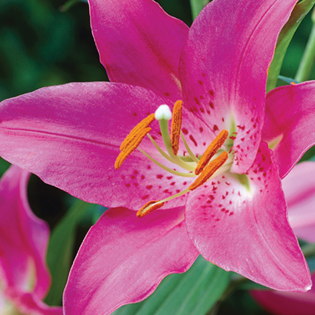LILIUM PINK 1/1