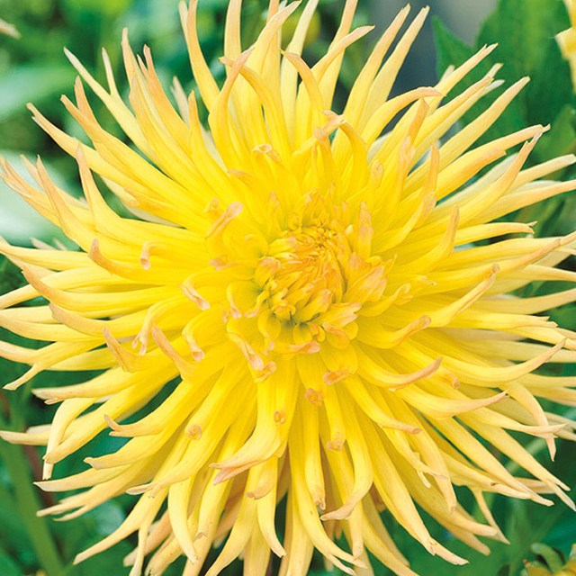 DAHLIA P - CACTUS STAR SPECTACLE 1/1