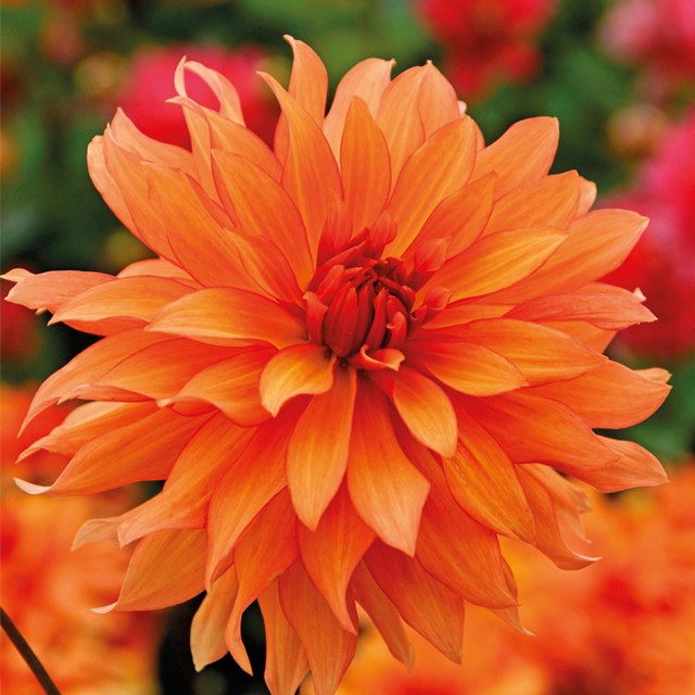 DAHLIA P - DECORATIVE AUTUMN FAIRY 1/1