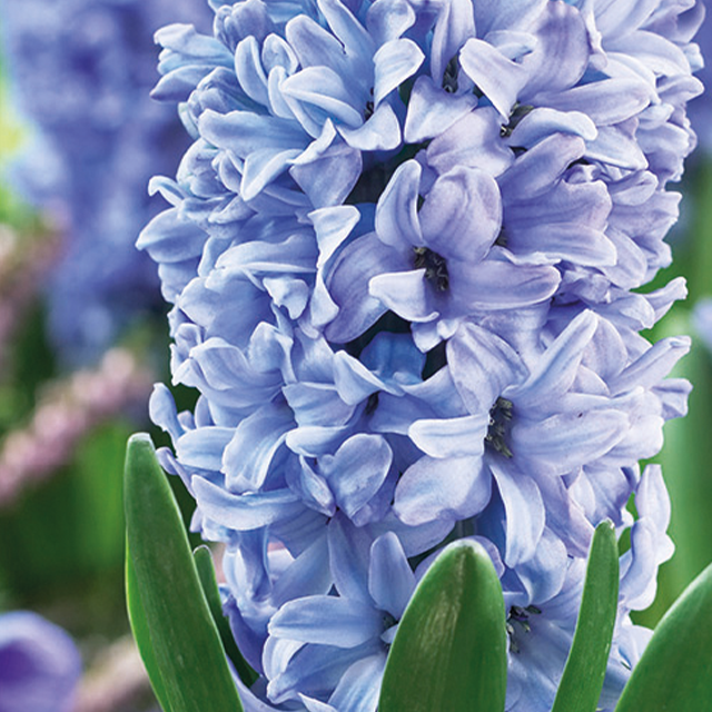 HYACINTHUS DELFT BLUE 3/1