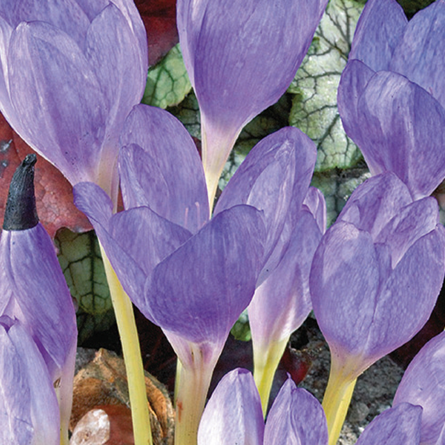 COLCHICUM THE GIANT 1/1-ŠAFRAN