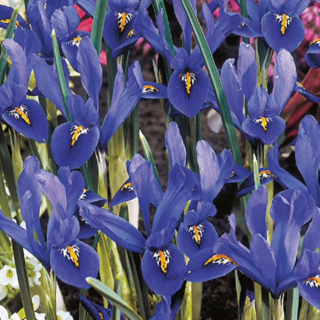 IRIS RETICULATA ALIDA 20/1