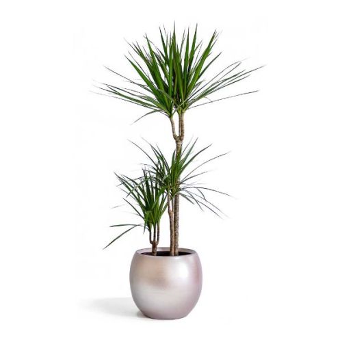 Dracaena Marginata Mix 30-10 17/80