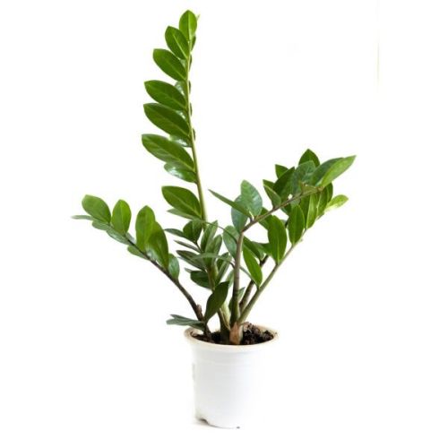 ZAMIOCULCAS ZAM. 14/55