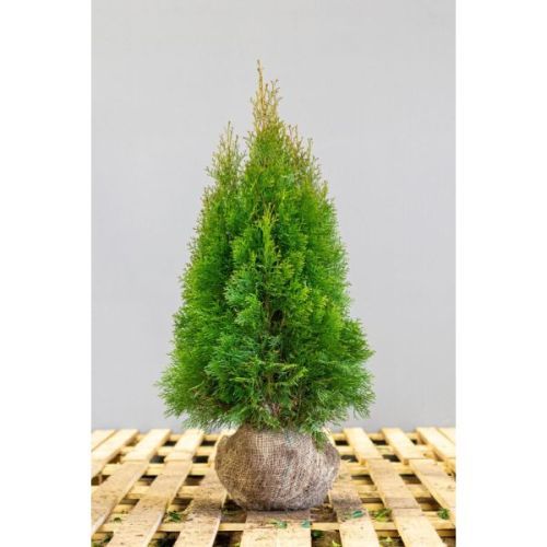 Thuja occidentalis smaragd - 80/100 cm