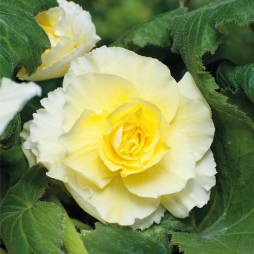 Begonia P Double Yellow 3/1