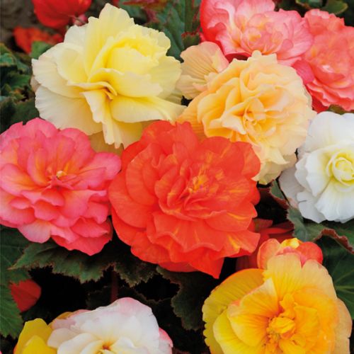 Begonia P Double Mix 3/1