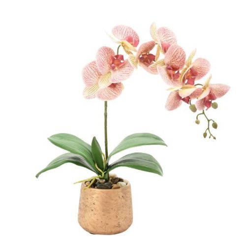 Phalaenopsis mix 12/60 - 1 grana