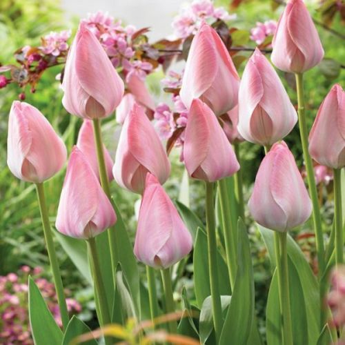 Tulipa Mystic Van Eijk 5/1