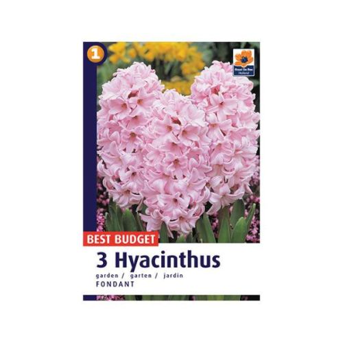 Hyacinthus Fondant 3/1