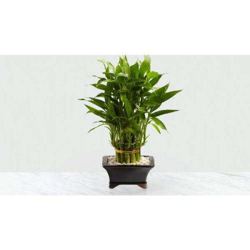 Dracaena Lucky bamboo spiral 80cm