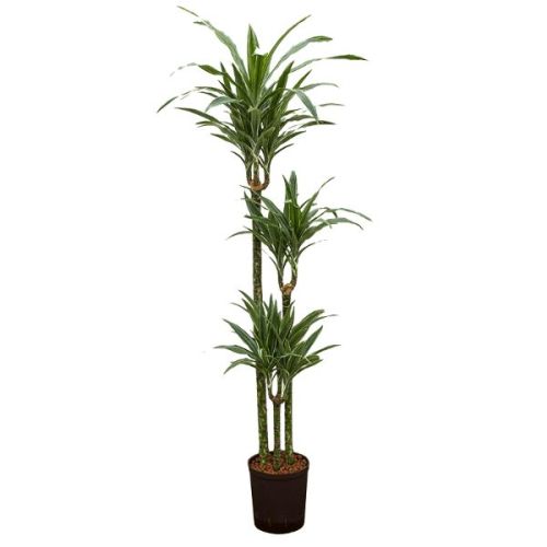 Dracaena Warneckei 90-60-30 24/130