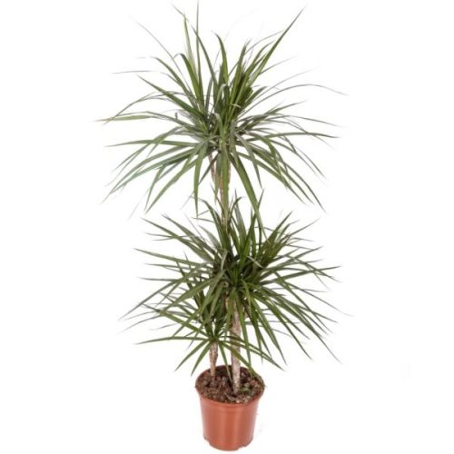 Dracaena Marginata Mix 90-45-15 24/155