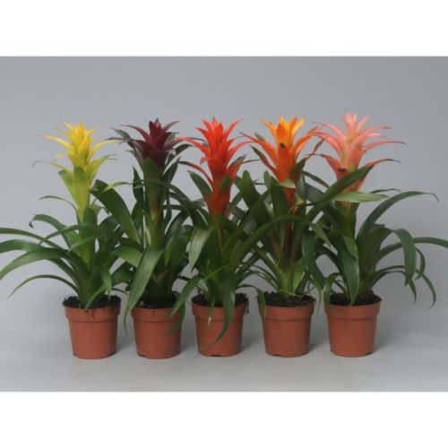 Guzmania mix 12/50