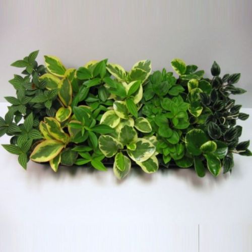 PEPEROMIA MIX 12/20