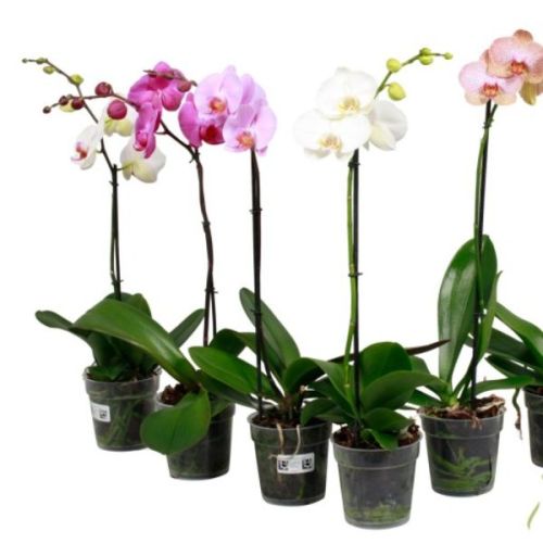 Phalaenopsis mix 12/55 1 grana