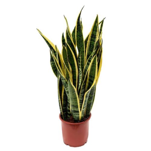 SANSEVERIA TRIF. LAUR. 09/30