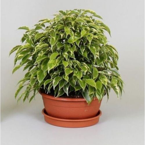 Ficus Benjamina Kinky 3pp 12/27