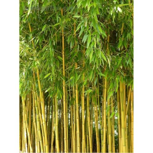 Phyllostachys aurea - c10 l - 100/150 cm