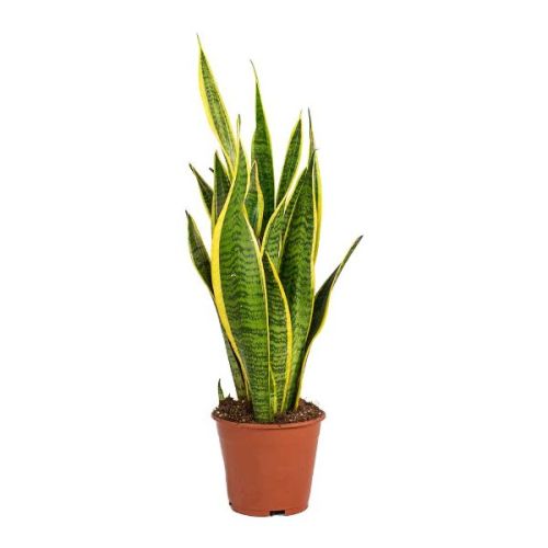 #SANSEVERIA TRIF. LAUR. 14/45