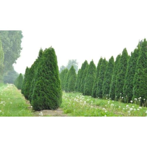 Thuja occidentalis smaragd - 125/150 cm