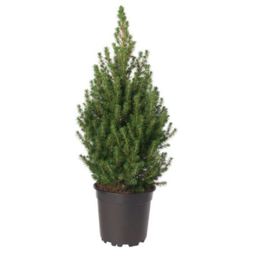 Picea glauca conica - c2 l - 20/30 cm