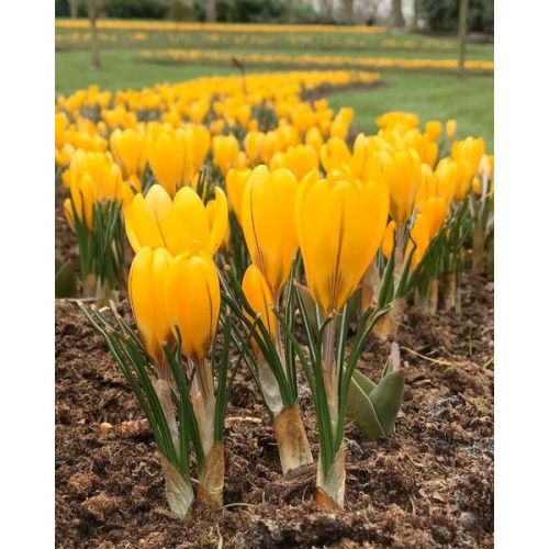 Crocus grand yellow 15/1