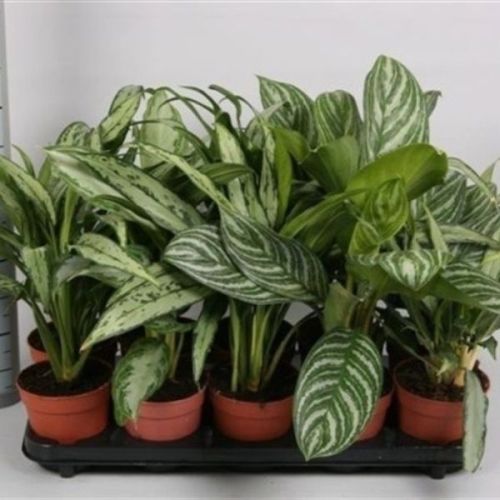 Aglaonema mix 14/40