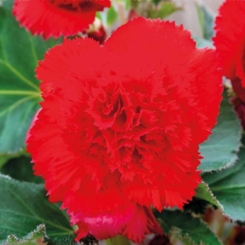 Begonia P Fimbriata Red 3 /1