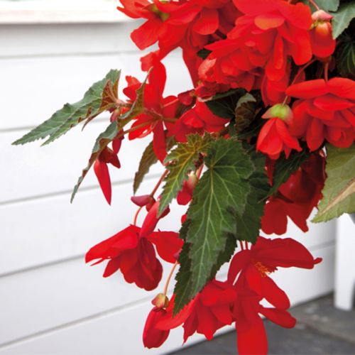 Begonia P Pendula Red 2 /1