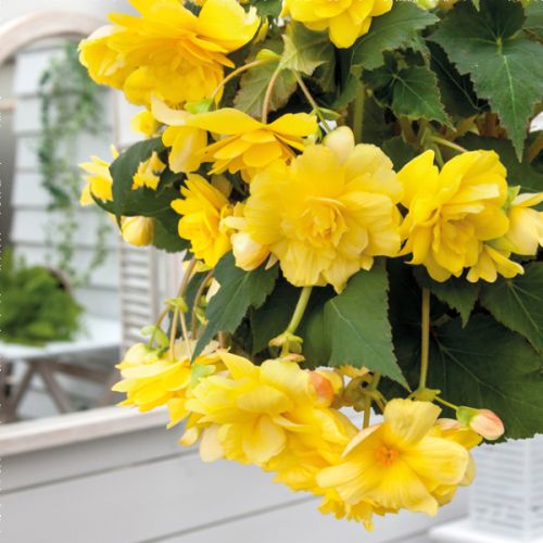 Begonia P Pendula Yellow 2 /1