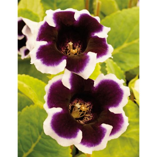 Gloxinia P Kaiser Wilhelm 2/1