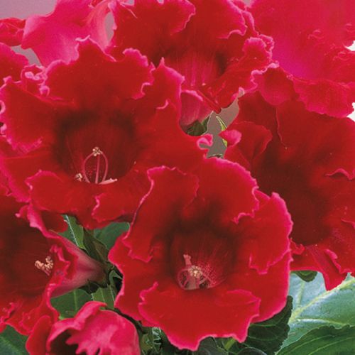 Gloxinia P Roi De Rouge 2/1