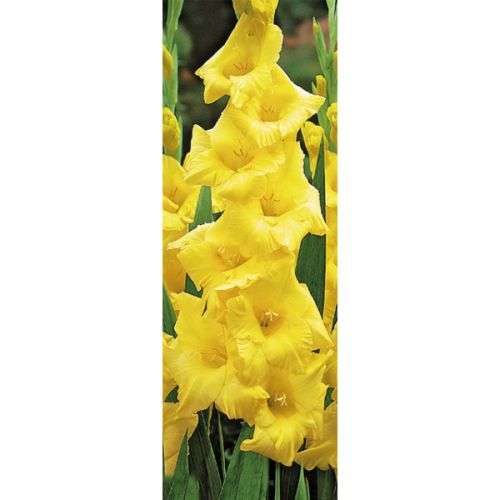 Gladiolus P Nova Lux 10/1