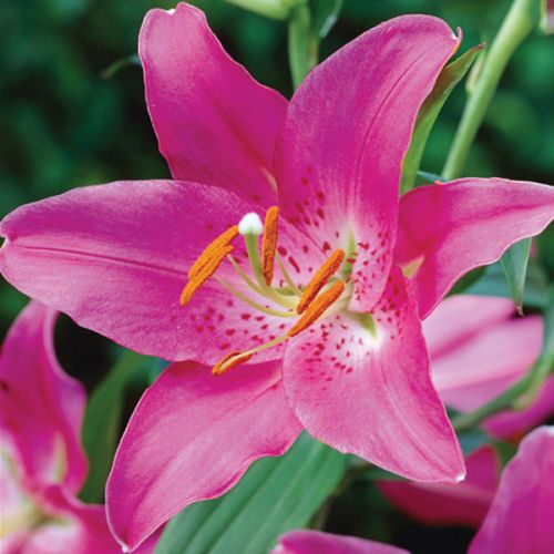 Lilium P Pink 1/1