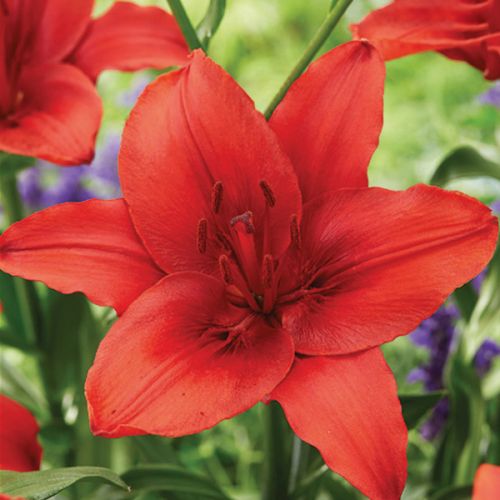 Lilium P Red 1/1