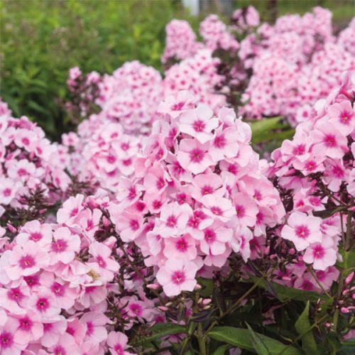 Phlox Bright Eyes 1/1