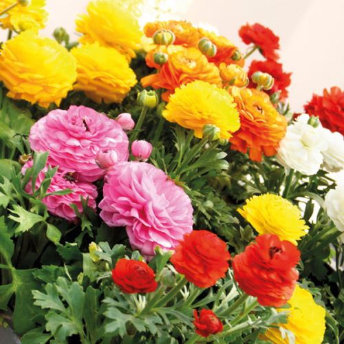 Ranunculus P Mix 10/1