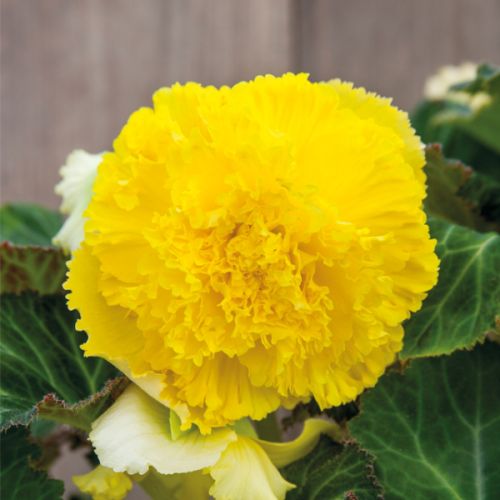 Begonia P Fimbriata Yellow 3 /1