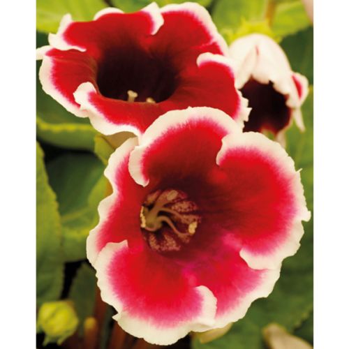 Gloxinia P Kaiser Friedrich 2/1