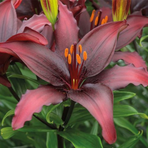 Lilium P Black 1/1