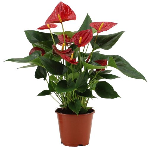 Anthurium mix 12/45